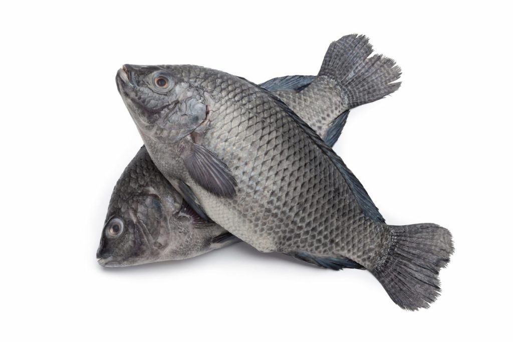 3 Large Tilapia sizes (Dressed) – Big Samps Market